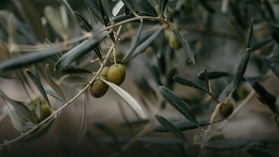 Awanui Olives Extra Virgin Olive Oil – Awanui Olive Oil